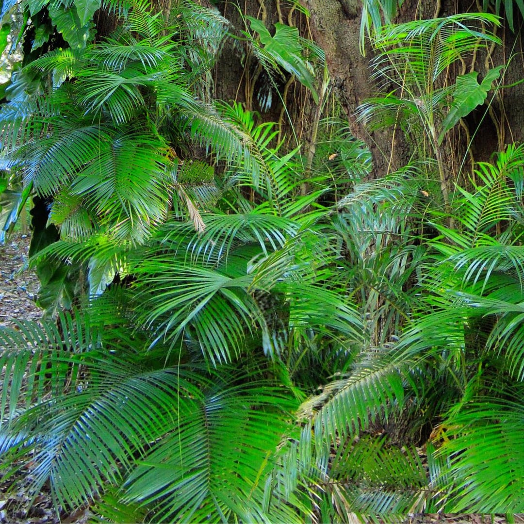 10 Calamus Leptopus Palm, Slender Rattan Palm Seeds - Etsy