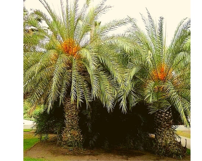10 Phoenix Theophrasti, Rare Cretan Date Palm Seeds - Etsy