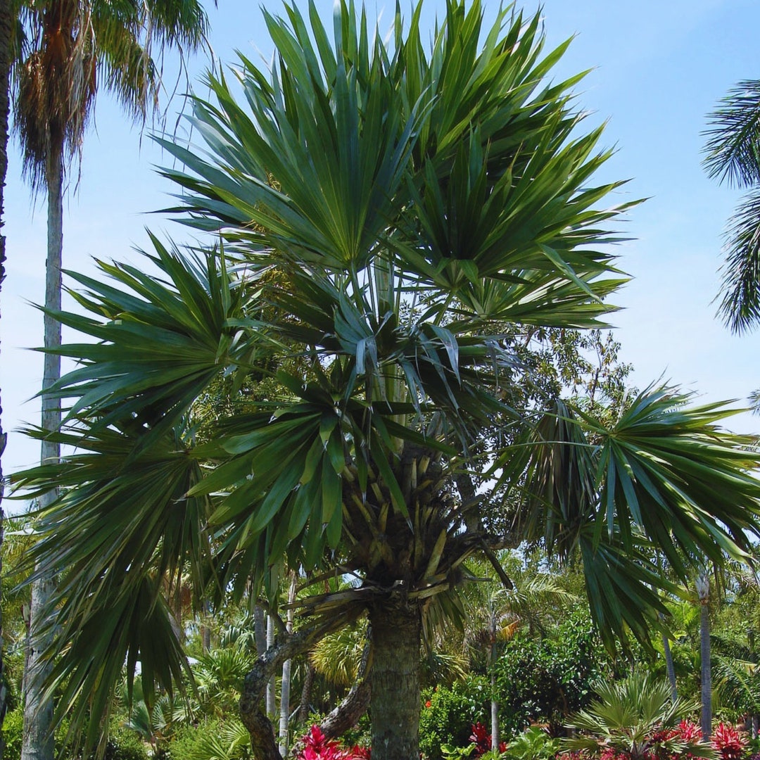 Leucothrinax Morrisii, Key Thatch Palm 10 Seeds - Etsy
