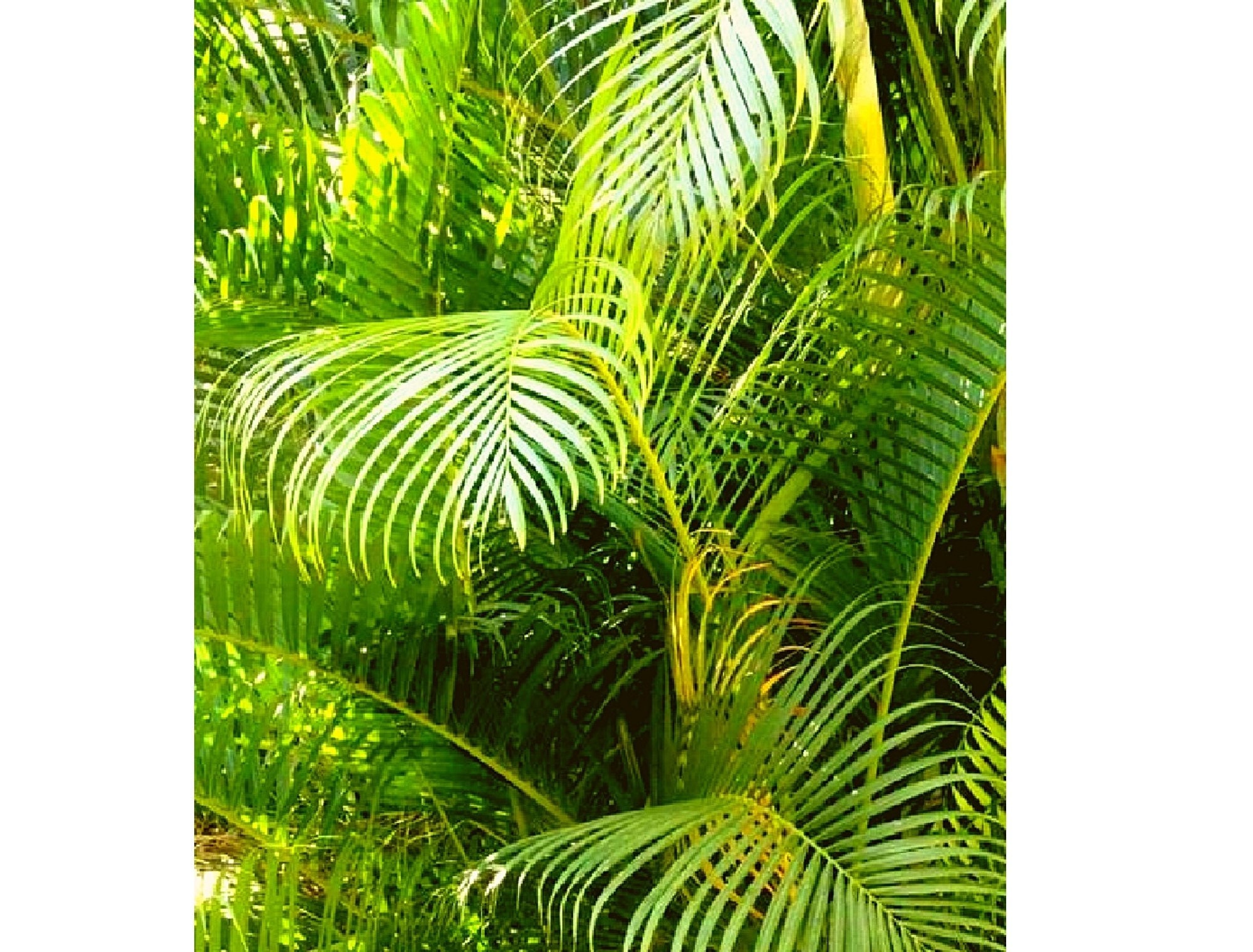 Dypsis Lutescens, Golden Cane Palm Tree Seeds - Etsy