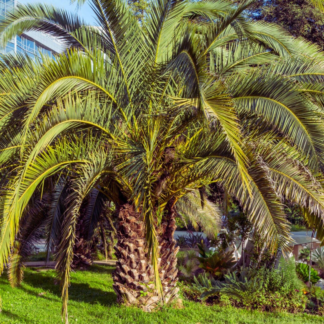 10 Butia Odorata Palmtree Seeds - Etsy