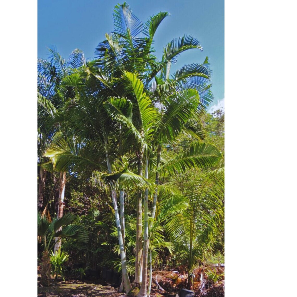 Dypsis Cabadae, Cabada Rare Palm 10 Seeds - Etsy