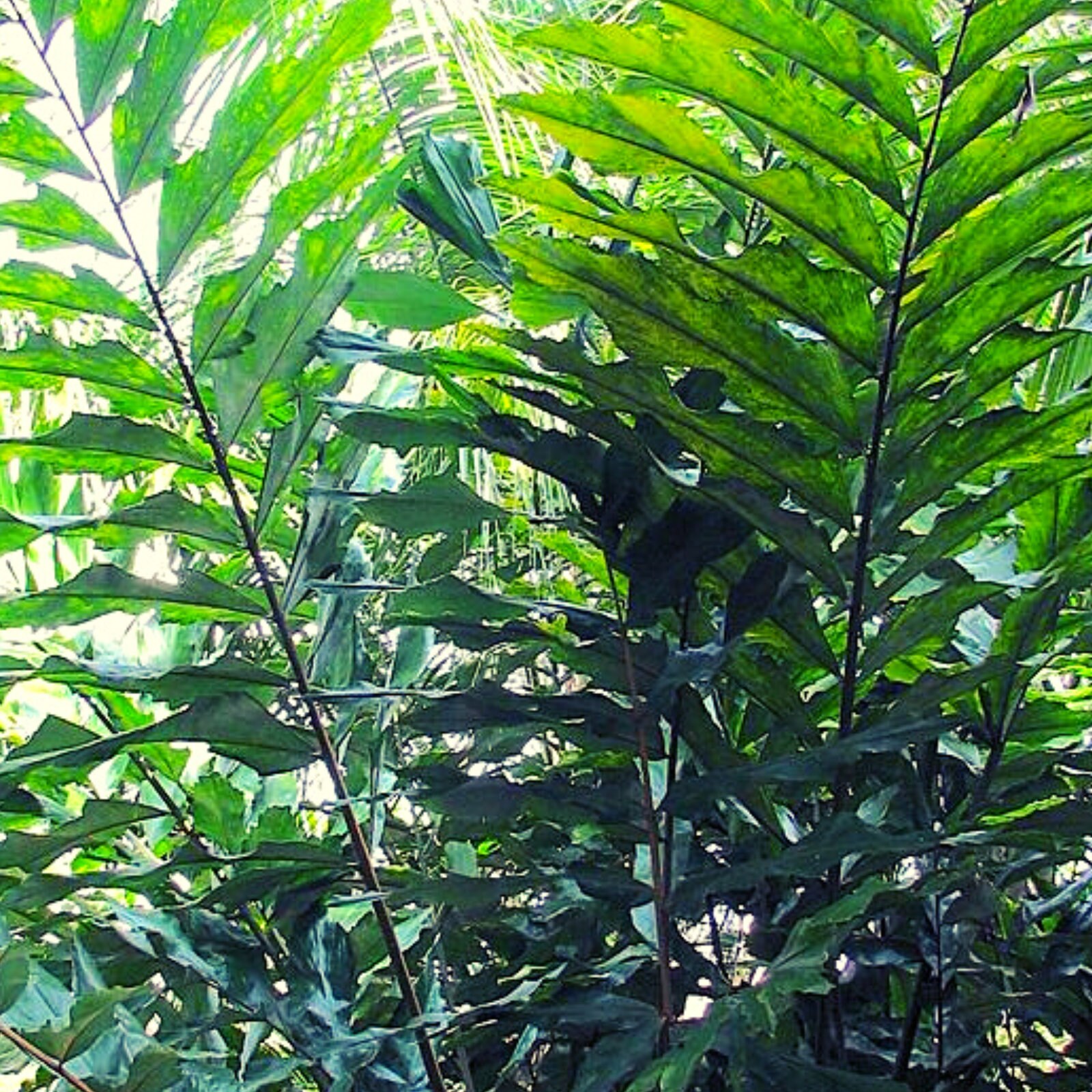Wallichia Oblongifolia, Himalayan Dwarf Fishtail Palm 10 Seeds - Etsy