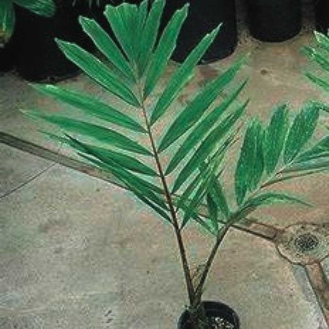 Wallichia Oblongifolia, Himalayan Dwarf Fishtail Palm 10 Seeds - Etsy