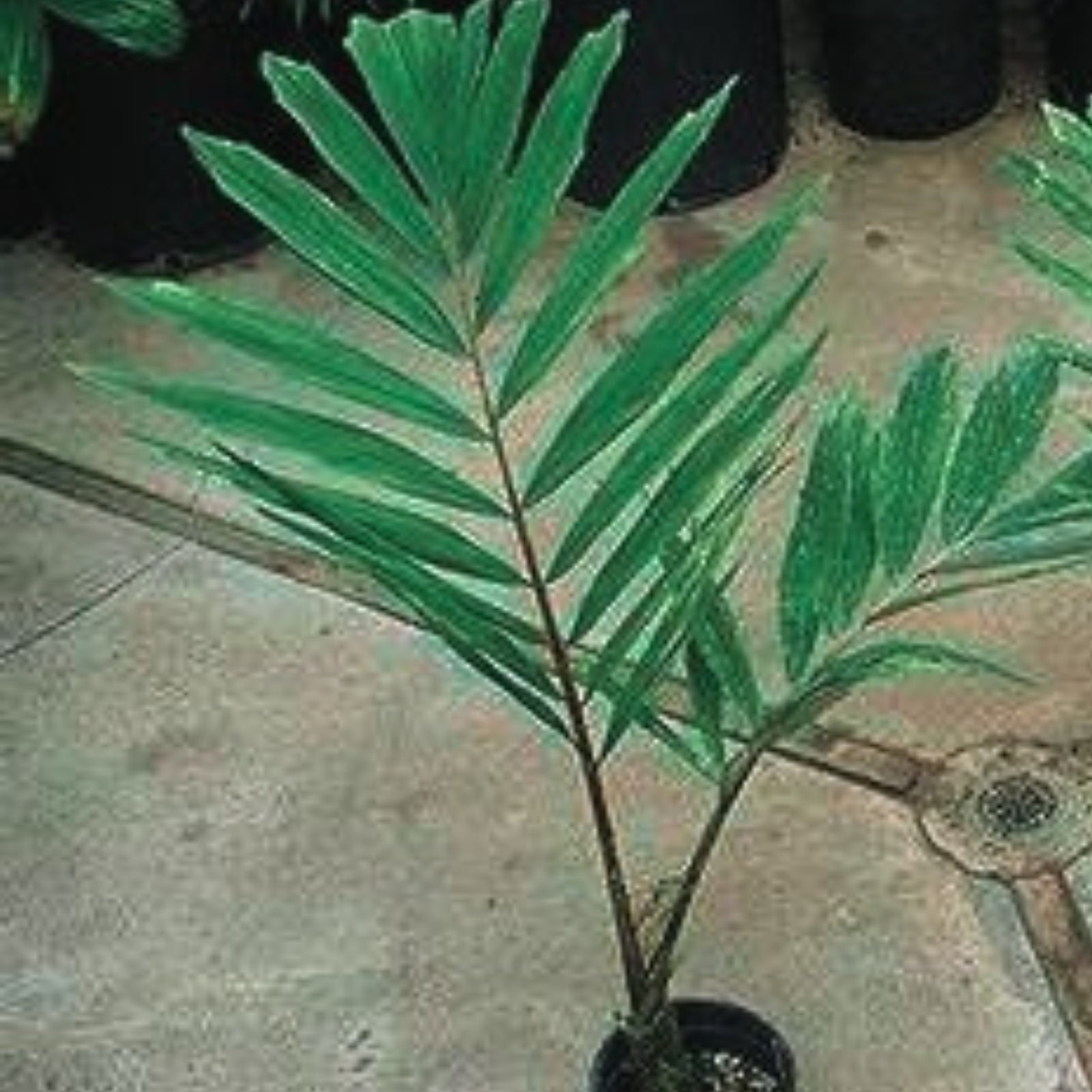 Wallichia Oblongifolia, Himalayan Dwarf Fishtail Palm 10 Seeds - Etsy