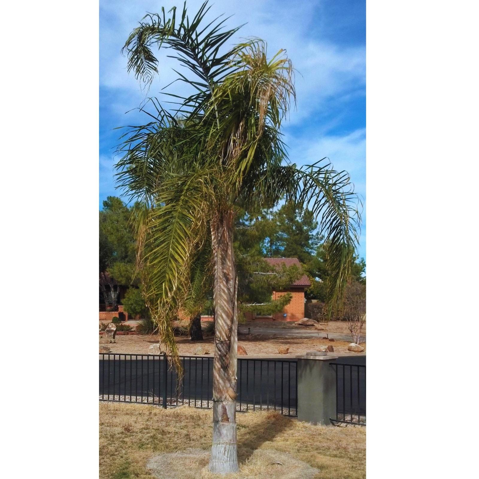 Syagrus Romanzoffiana, Cocos Palm 10 Seeds - Etsy