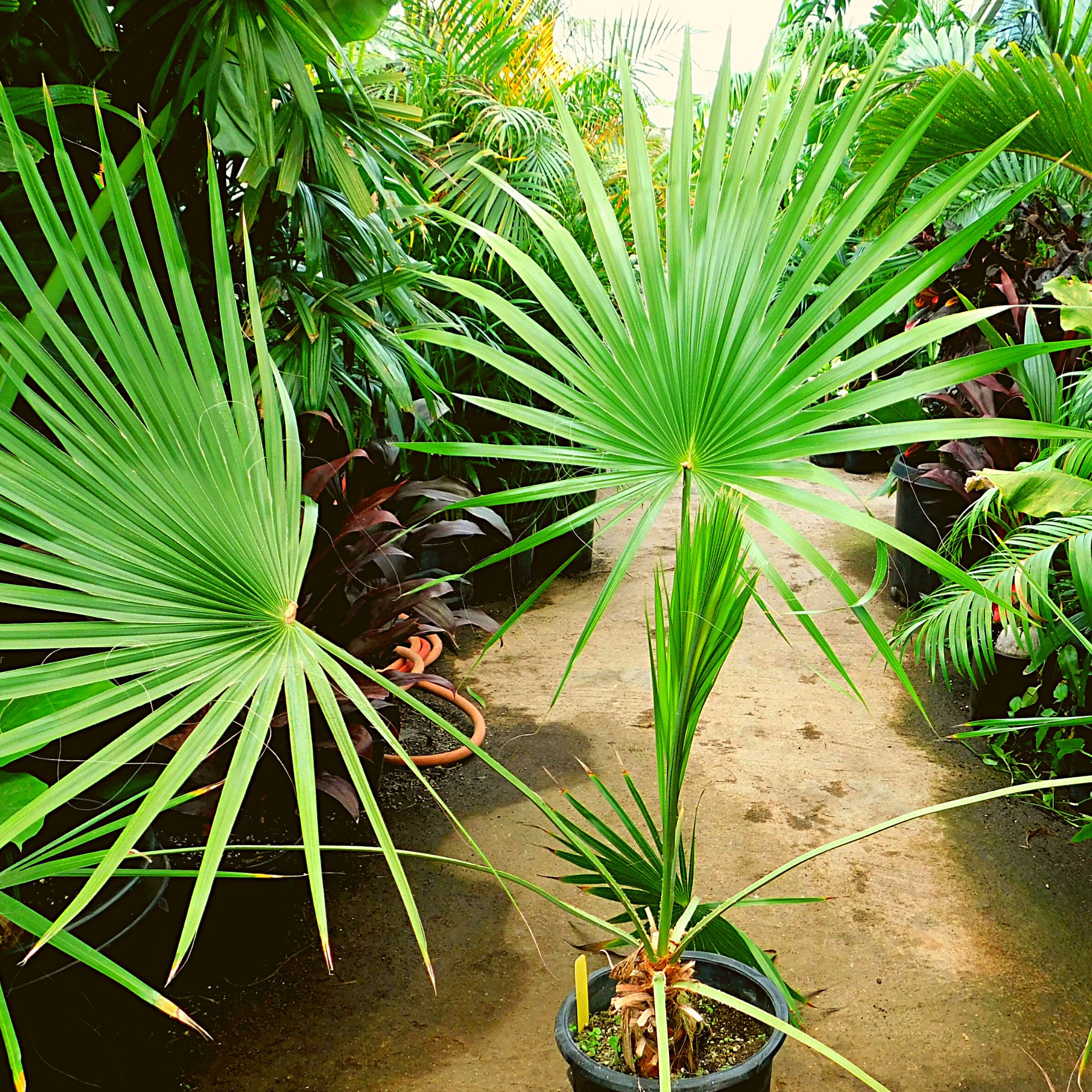 10 Brahea Dulcis Palm, Rock Palm Seeds -cold Hardy - Etsy