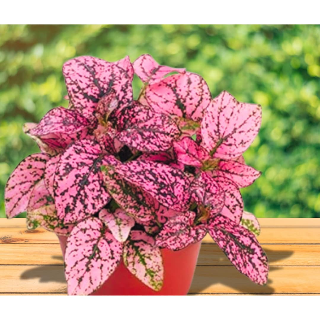 Hypoestes - Rose Polka Dot, Hypoestes Phyllostachya 60 Seeds - Etsy
