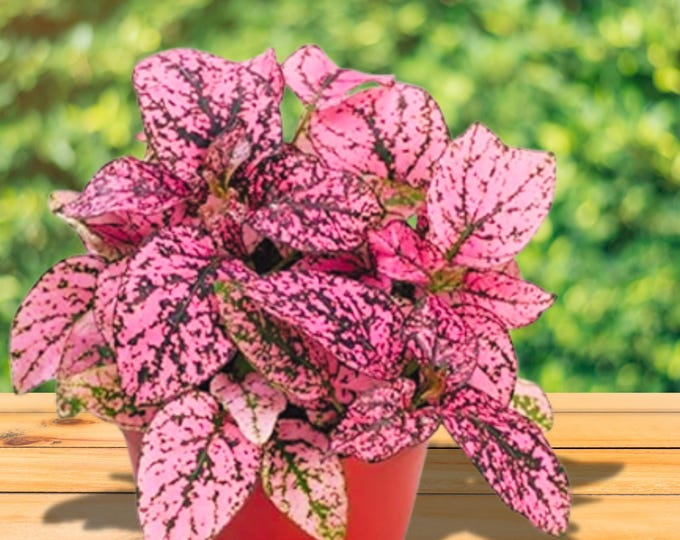 20+ Splash Mix Hypoestes Flower Seeds-hypoestes Phyllostachya - Polka ...