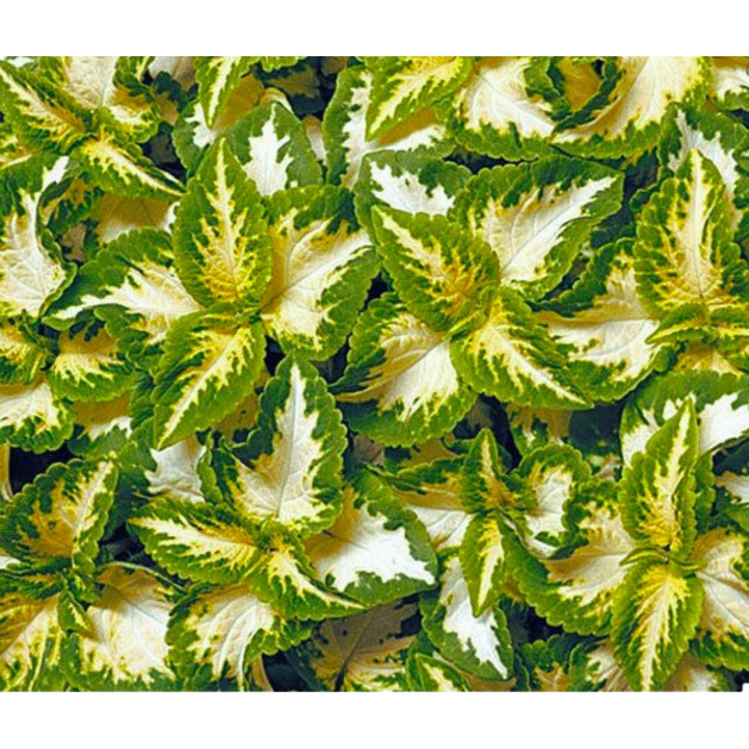 Jade Wizard Coleus, Solenostemon Scutellarioides 15 Pelleted Seeds - Etsy