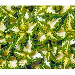 Jade Wizard Coleus, Solenostemon Scutellarioides 15 Pelleted Seeds - Etsy