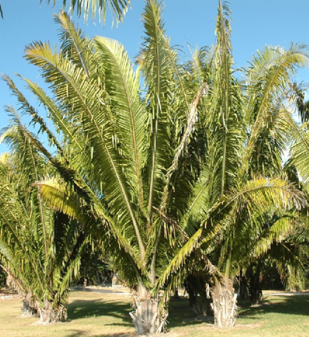 American Oil Palm, Elaeis Oleifera Palm Tree Seeds - Etsy
