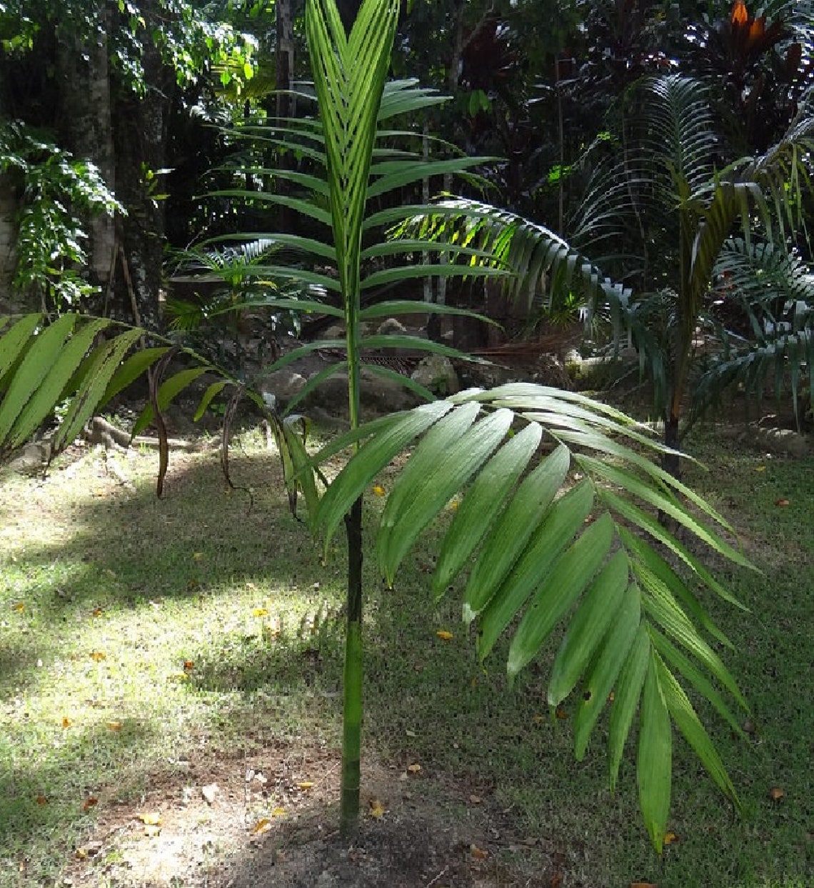 10 Chamaedorea Tepejilote Very Rare Pacaya Palm Seeds | Etsy