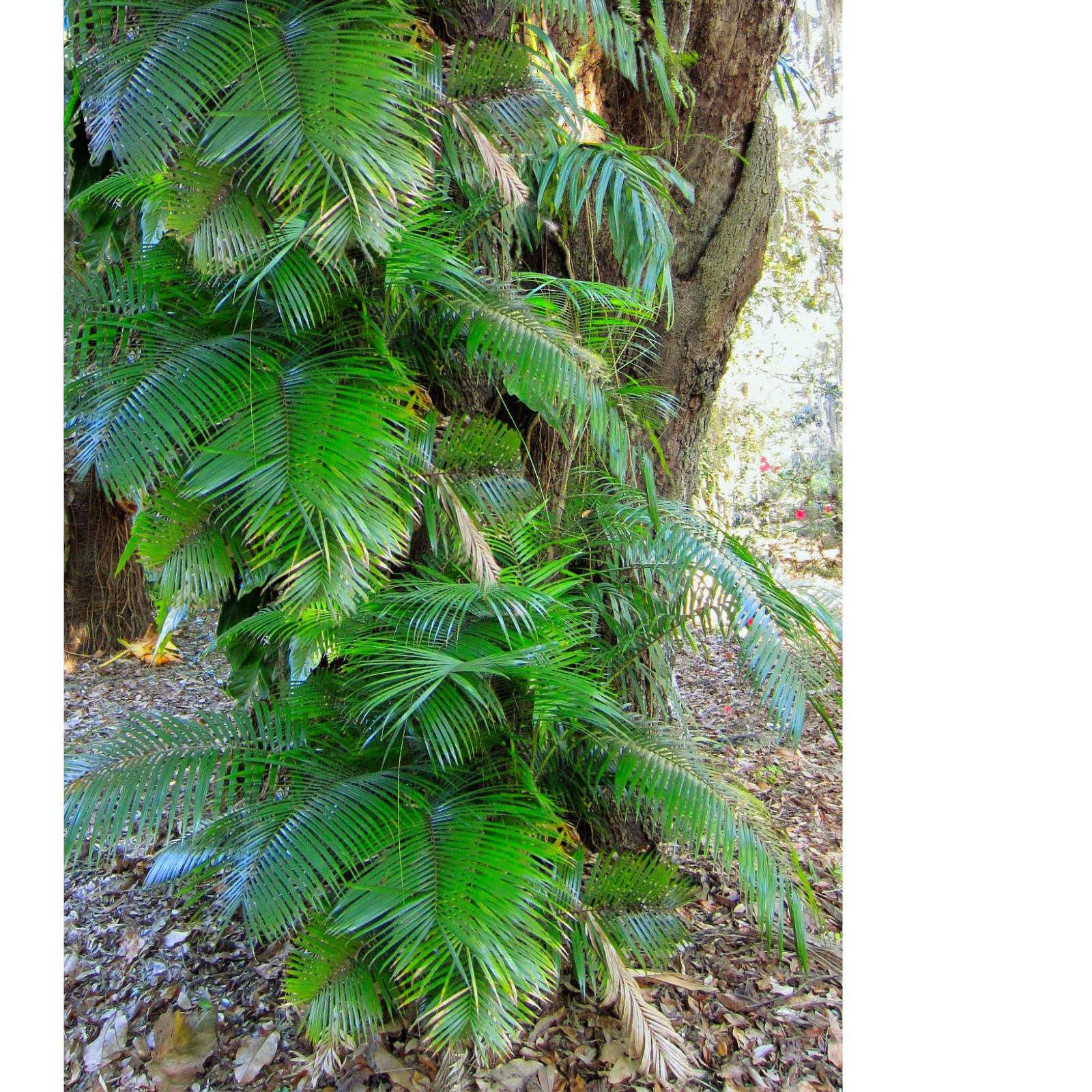 10 Calamus Leptopus Palm, Slender Rattan Palm Seeds - Etsy