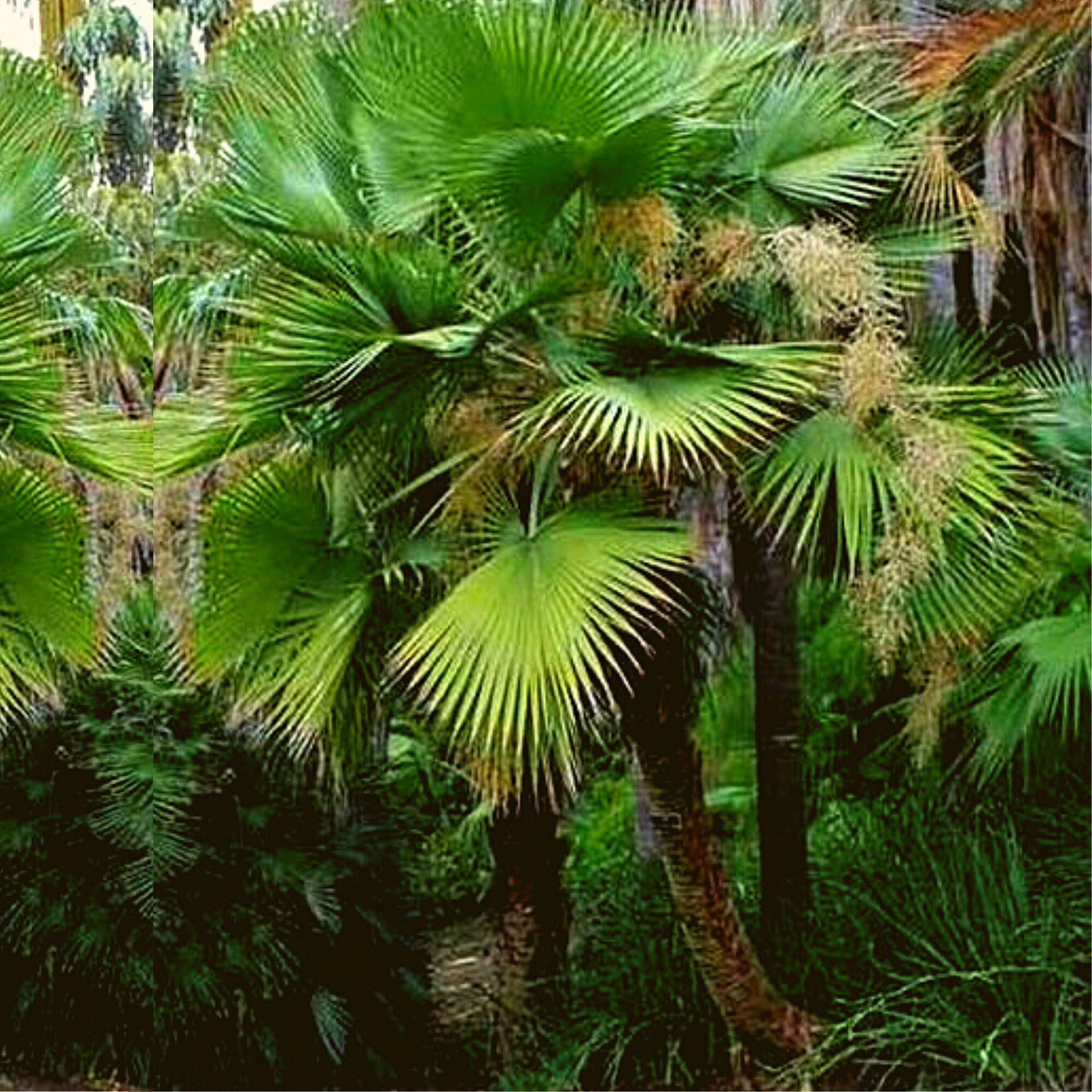 10 Brahea Dulcis Palm, Rock Palm Seeds -cold Hardy - Etsy