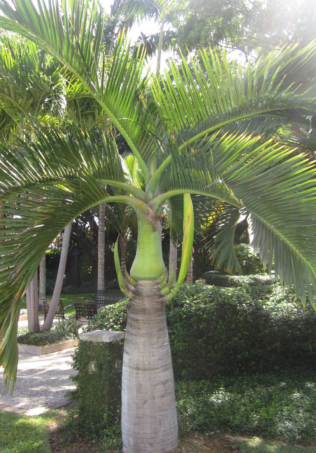 Ornamental Palm Tree Seeds Pack -3 Types of Palms Tree Seeds Total of ...