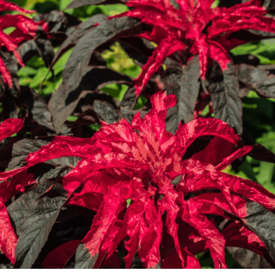Amaranthus Early Splendor, Joseph’s Coat 150 Seeds - Etsy
