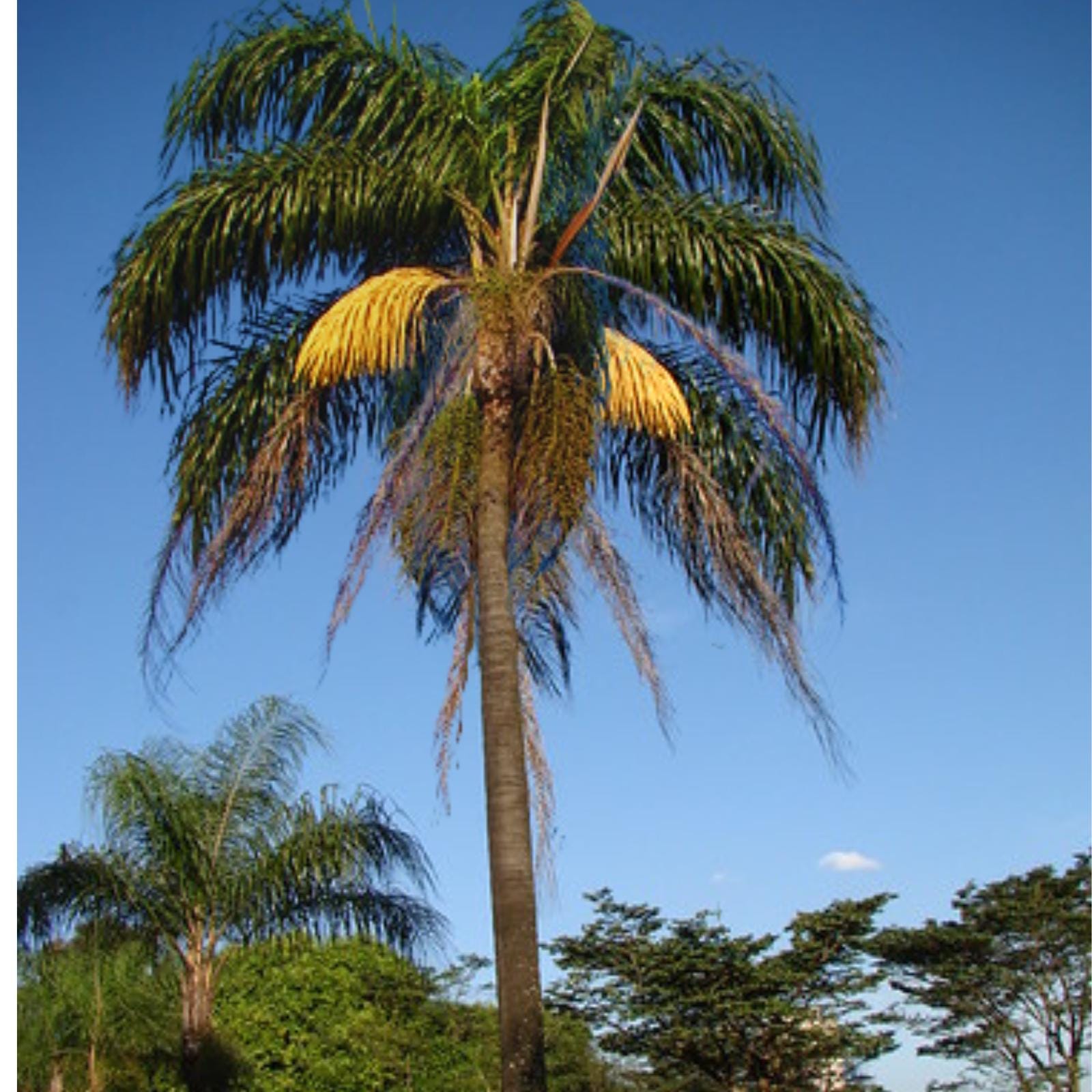 Syagrus Romanzoffiana, Cocos Palm 10 Seeds - Etsy