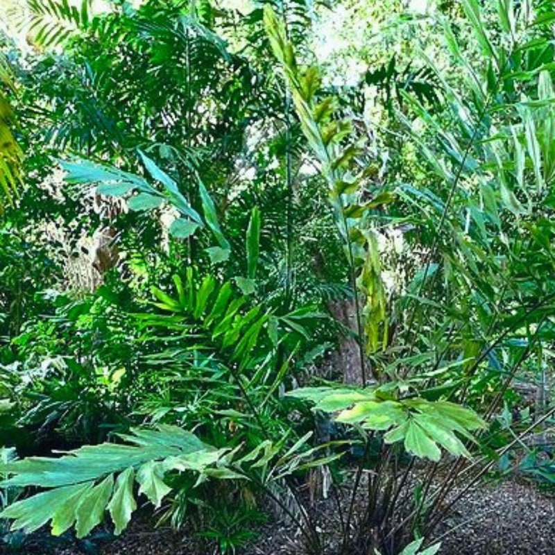 Fishtail Palm Plant - Etsy