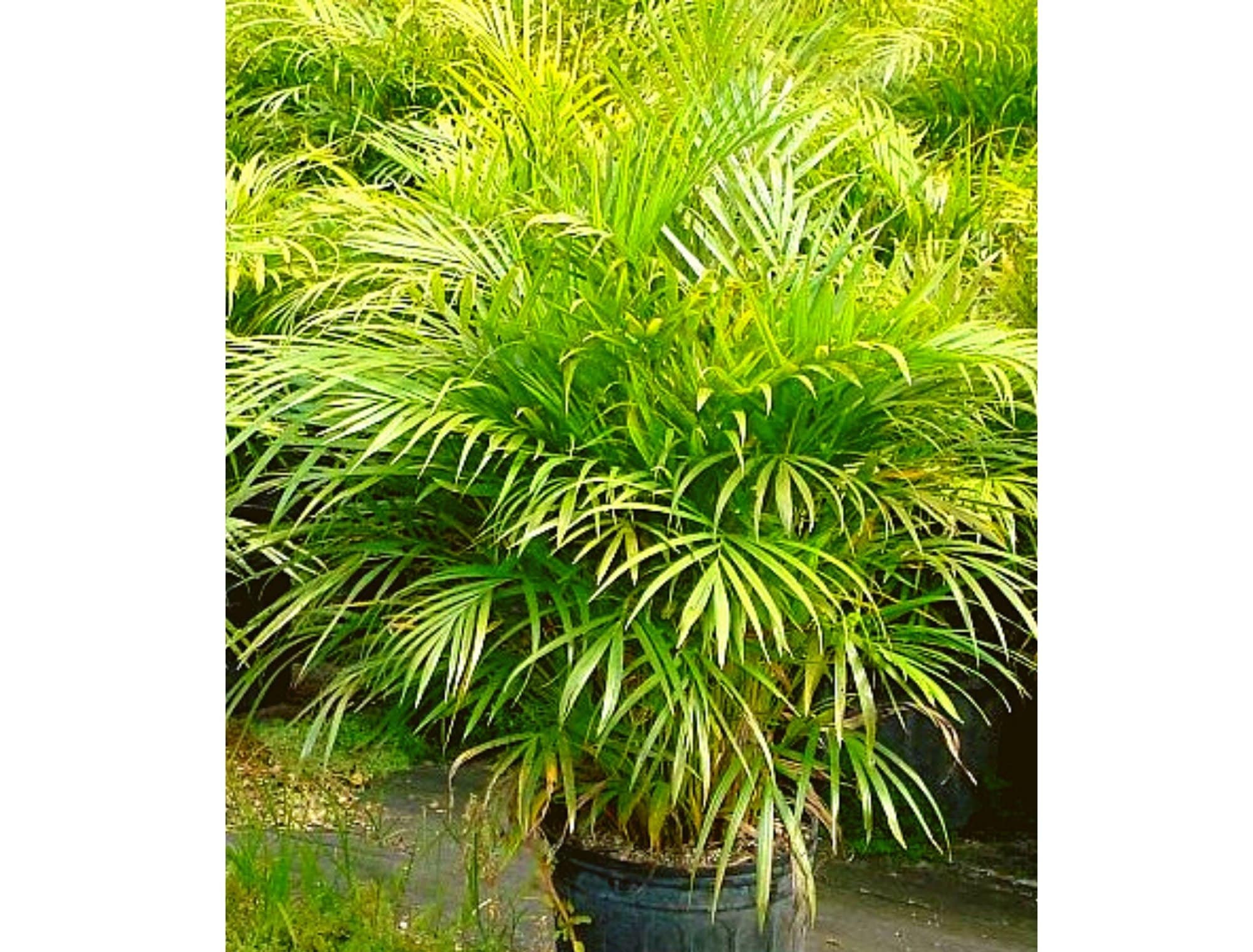 Dypsis Lutescens, Golden Cane Palm Tree Seeds - Etsy