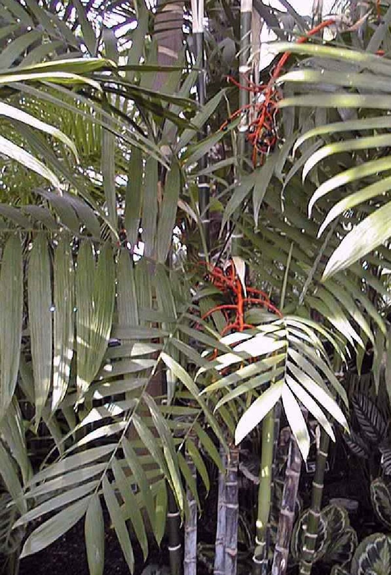Chamaedorea Tepejilote- Very Rare Pacaya Palm Seeds - Etsy