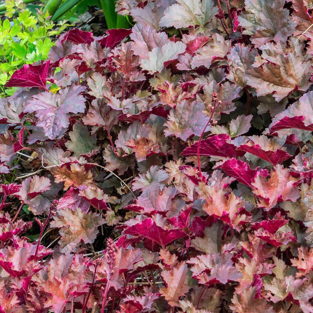 Melting Fire Heuchera, Coral Bells 25 Pelleted Seeds - Etsy