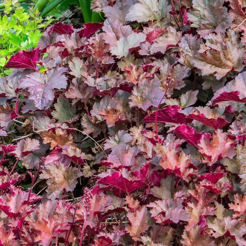 Heuchera - Etsy
