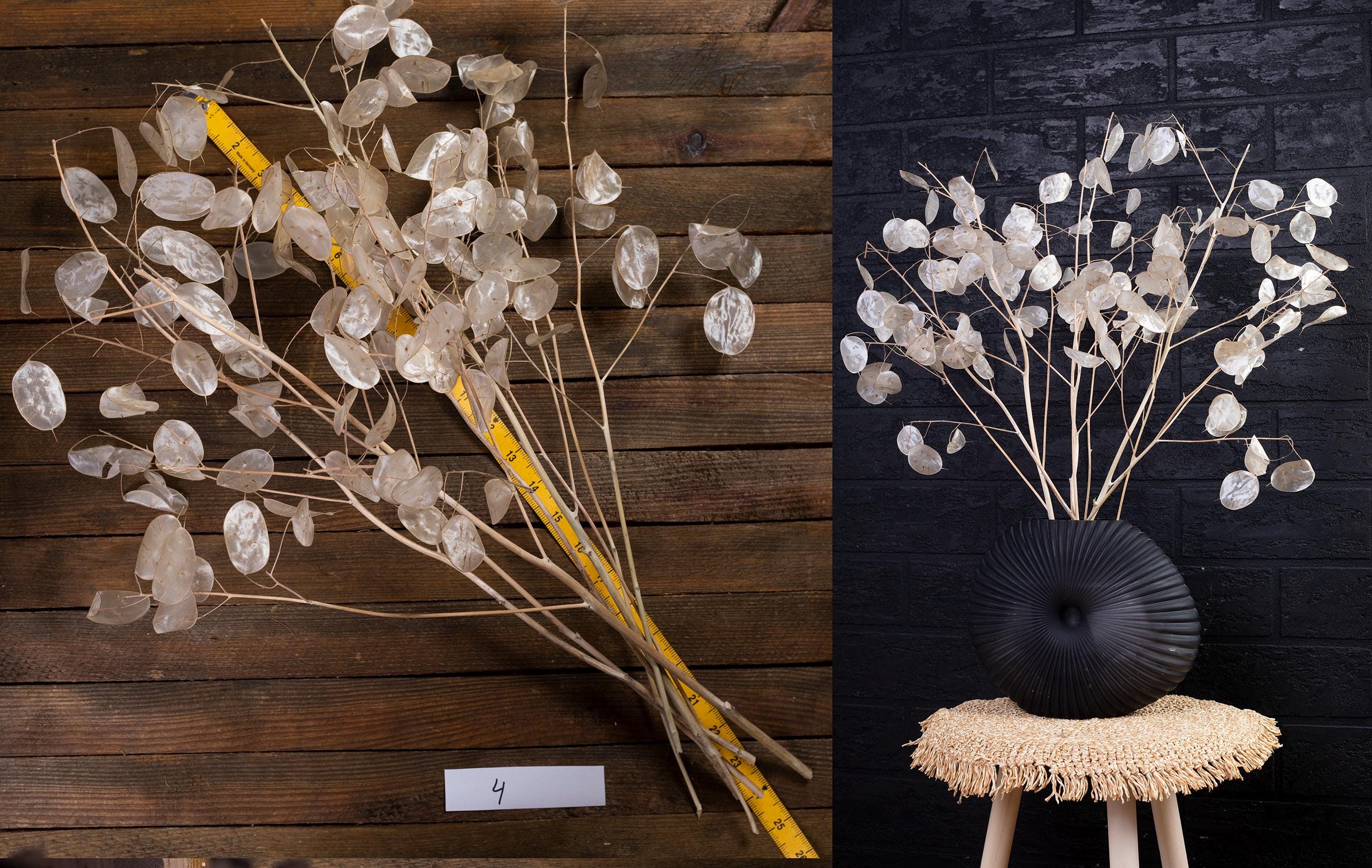 Lunaria Branches, Choose Your Set Bouquet of Dry Money Plant, Silver ...