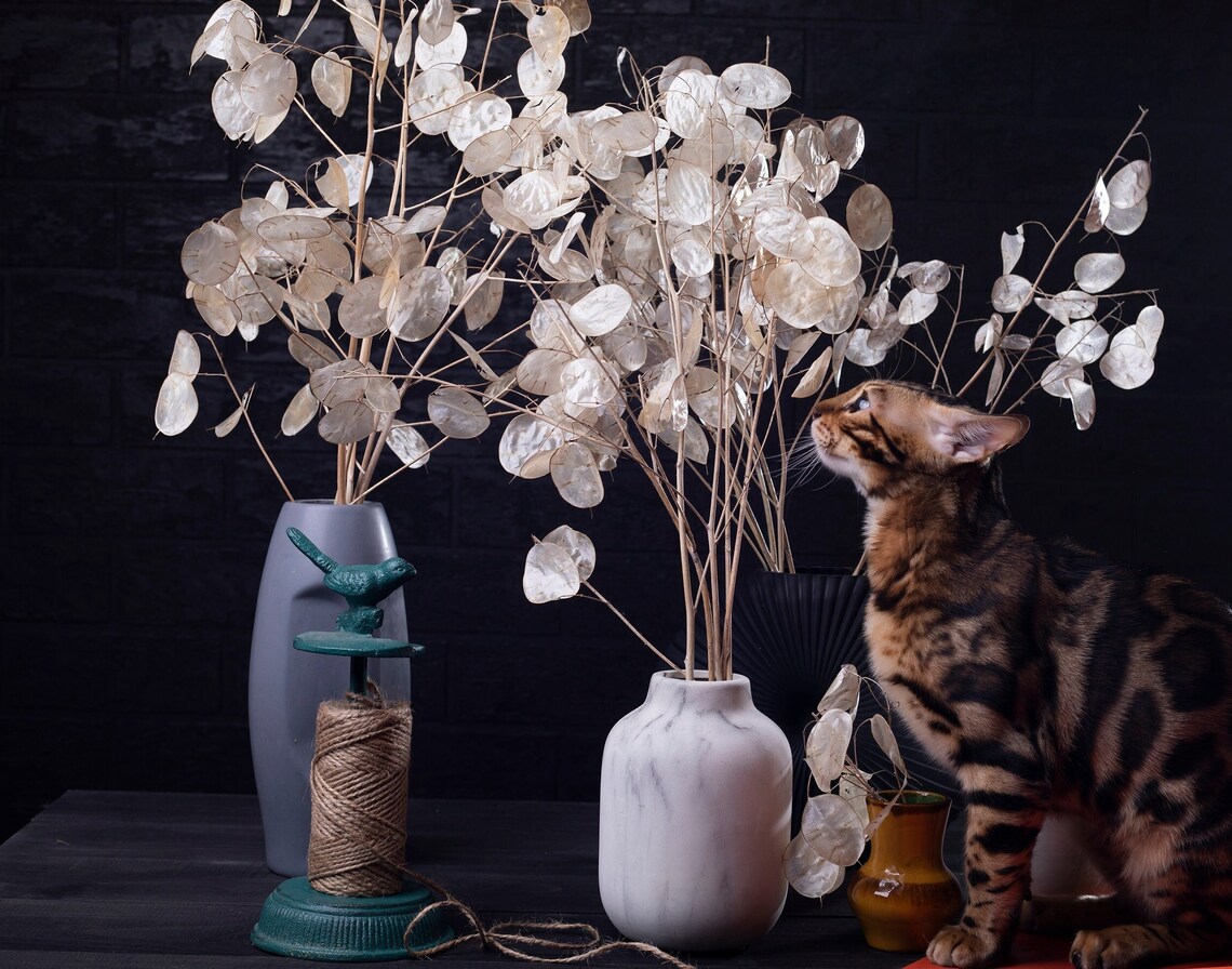 Lunaria Branches, Choose Your Set Bouquet of Dry Money Plant, Silver ...