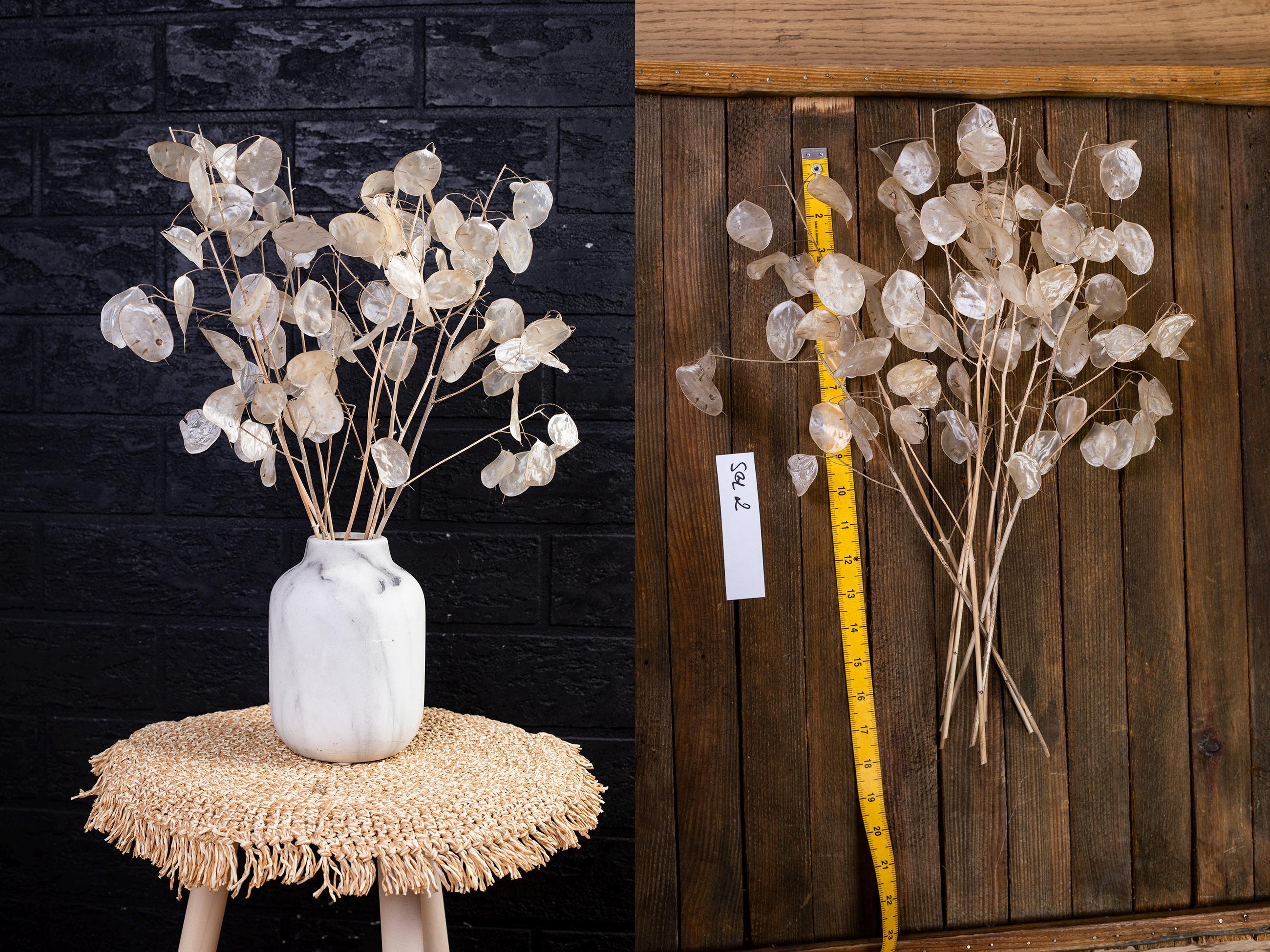 Lunaria Branches, Choose Your Set Bouquet of Dry Money Plant, Silver ...