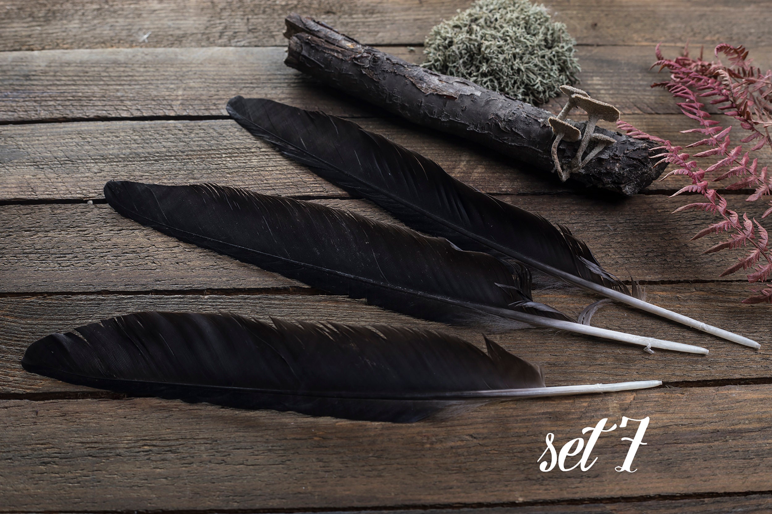 Black Raven 3 Feathers, Magic, Witchcraft. Natural Shedding. Good ...