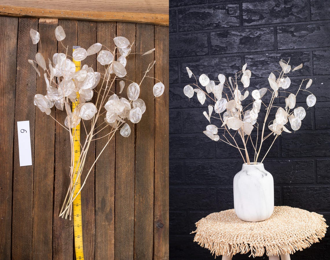 Lunaria Branches, Choose Your Set Bouquet of Dry Money Plant, Silver ...