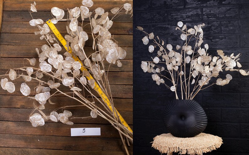 Lunaria Branches, Choose Your Set Bouquet of Dry Money Plant, Silver ...