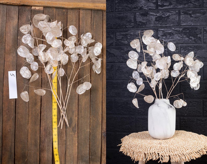 Lunaria Branches, Choose Your Set Bouquet of Dry Money Plant, Silver ...