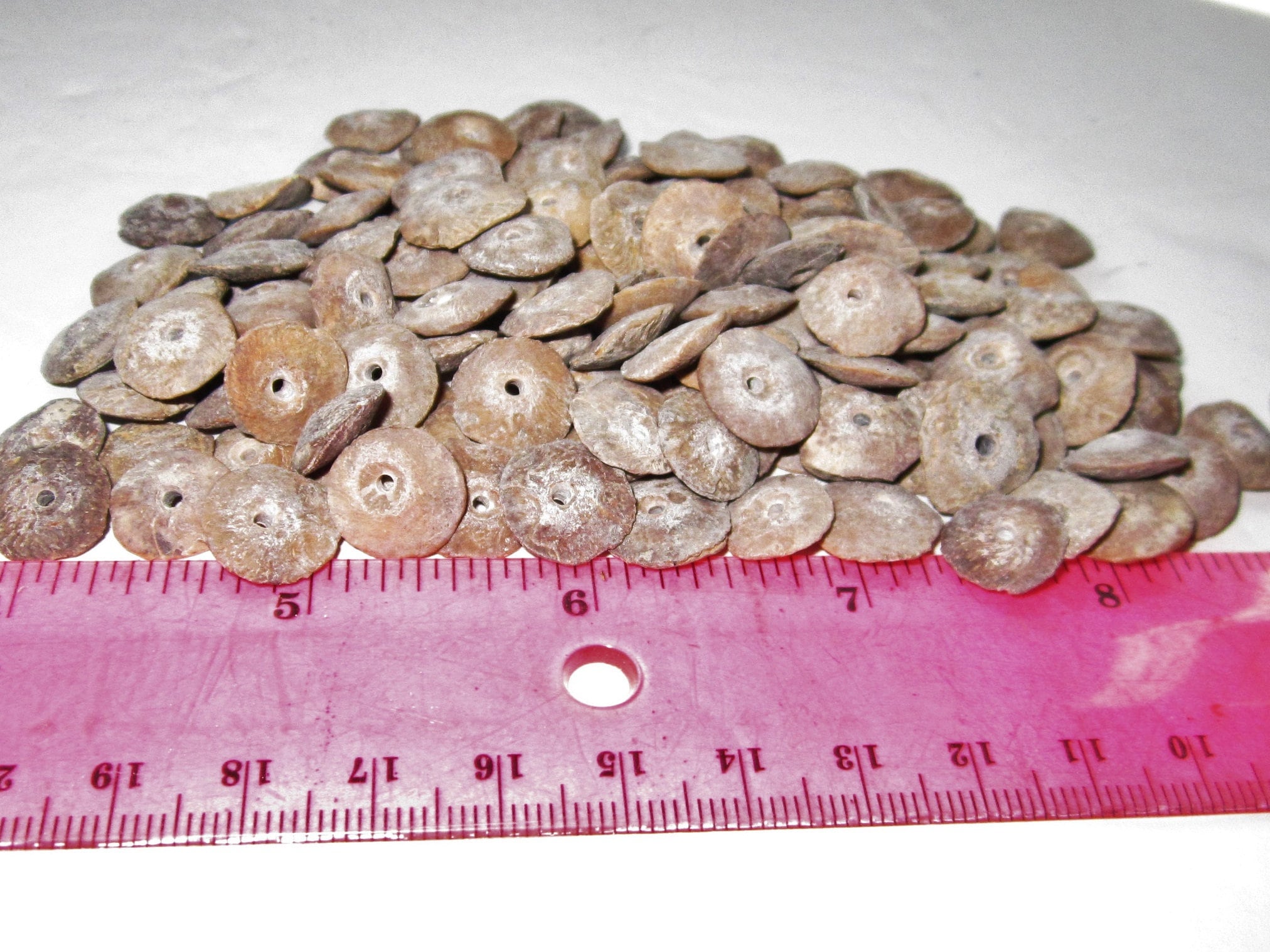 20 Ancient Neolithic Fossil Coral Disc Beads up to Several Thousand ...