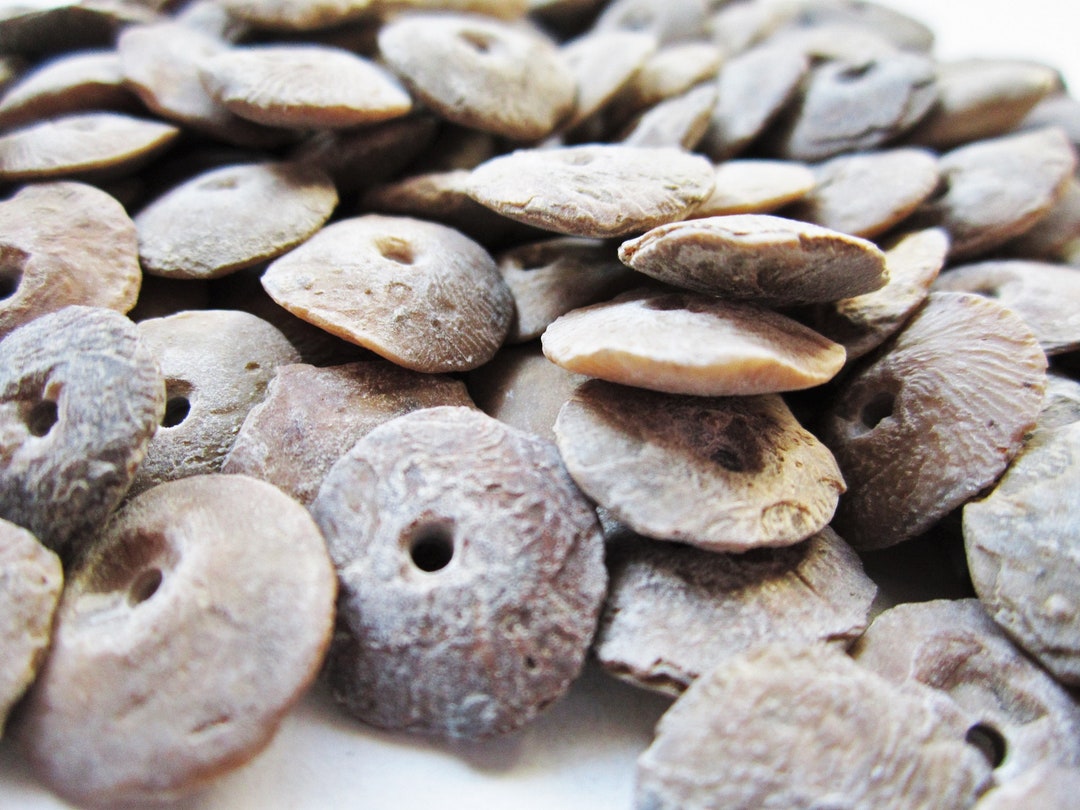 20 Ancient Neolithic Fossil Coral Disc Beads up to Several Thousand ...