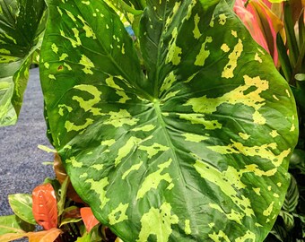Hilo Beauty Alocasia Plant About 16-18 Inches Well Rooted in a 4inch ...