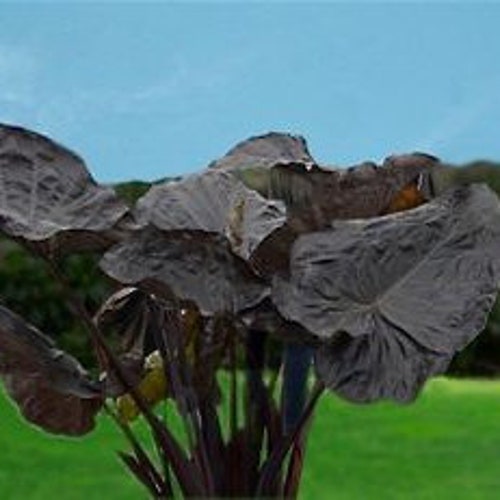 Black Magic Elephant Ear Plant Colocasia Esculenta - Etsy