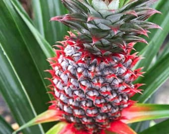 2 Florida Special Pineapple 'ananas Comosus'starter Plant Red Pineapple ...
