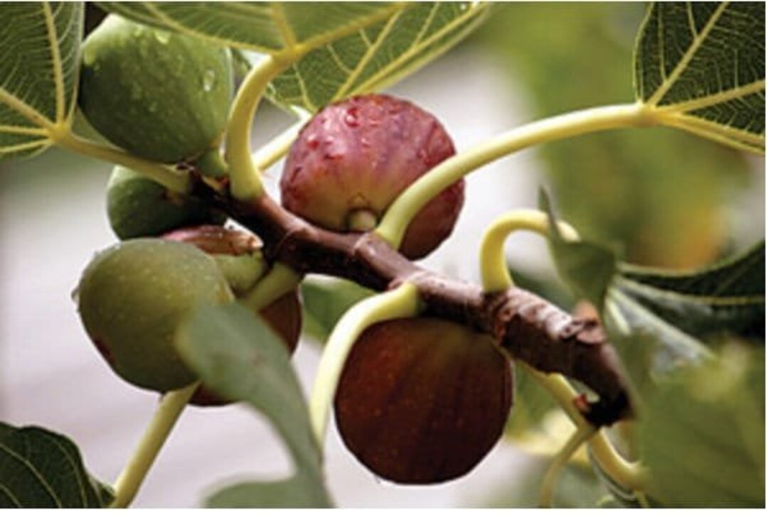 Celeste Fig honey/sugar Fig Ficus Carica Live Plant - Etsy