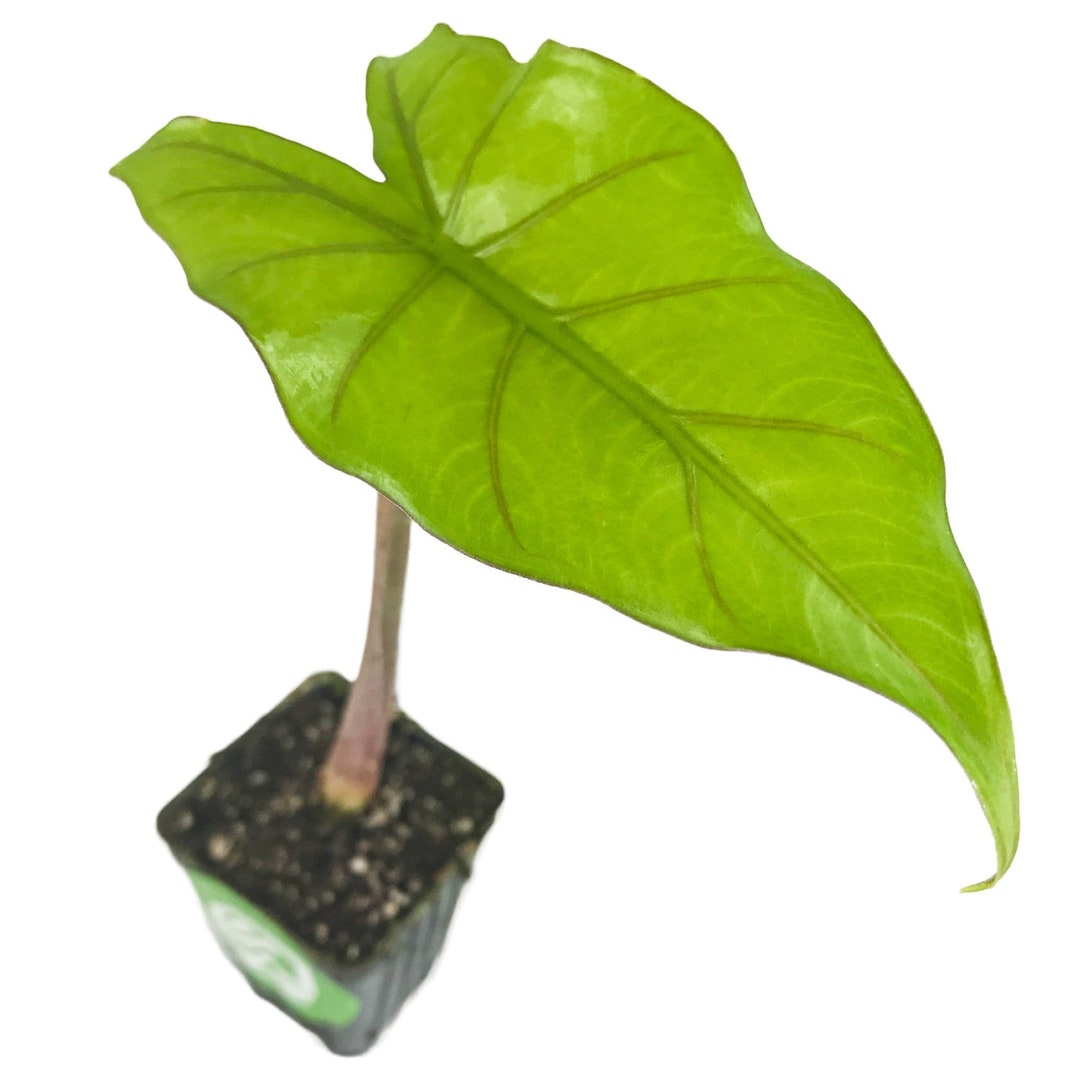 Sumo Elephant Ear Alocasia Live Plant - Etsy