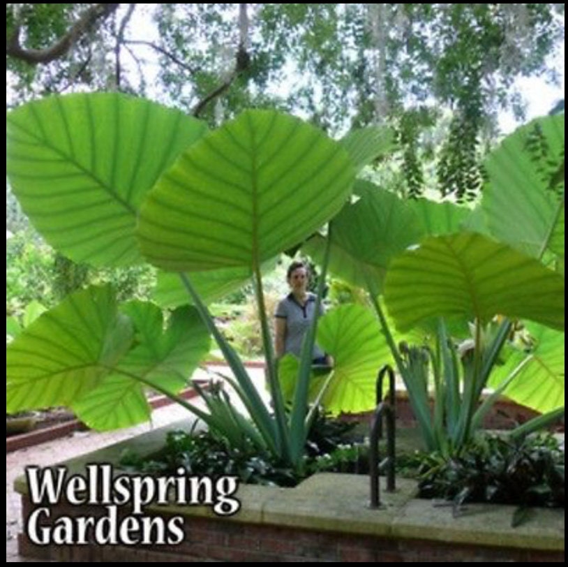 Colocasia Leucocasia Gigantea Thailand Giant | ubicaciondepersonas.cdmx ... Colocasia Leucocasia Gigantea Thailand Giant | ubicaciondepersonas.cdmx ...