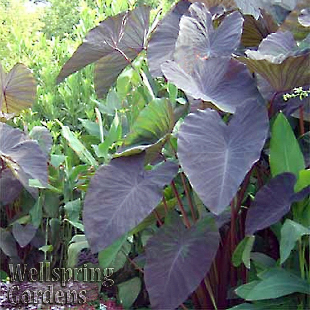 Black Magic Elephant Ear Colocasia Esculenta Live Plant - Etsy