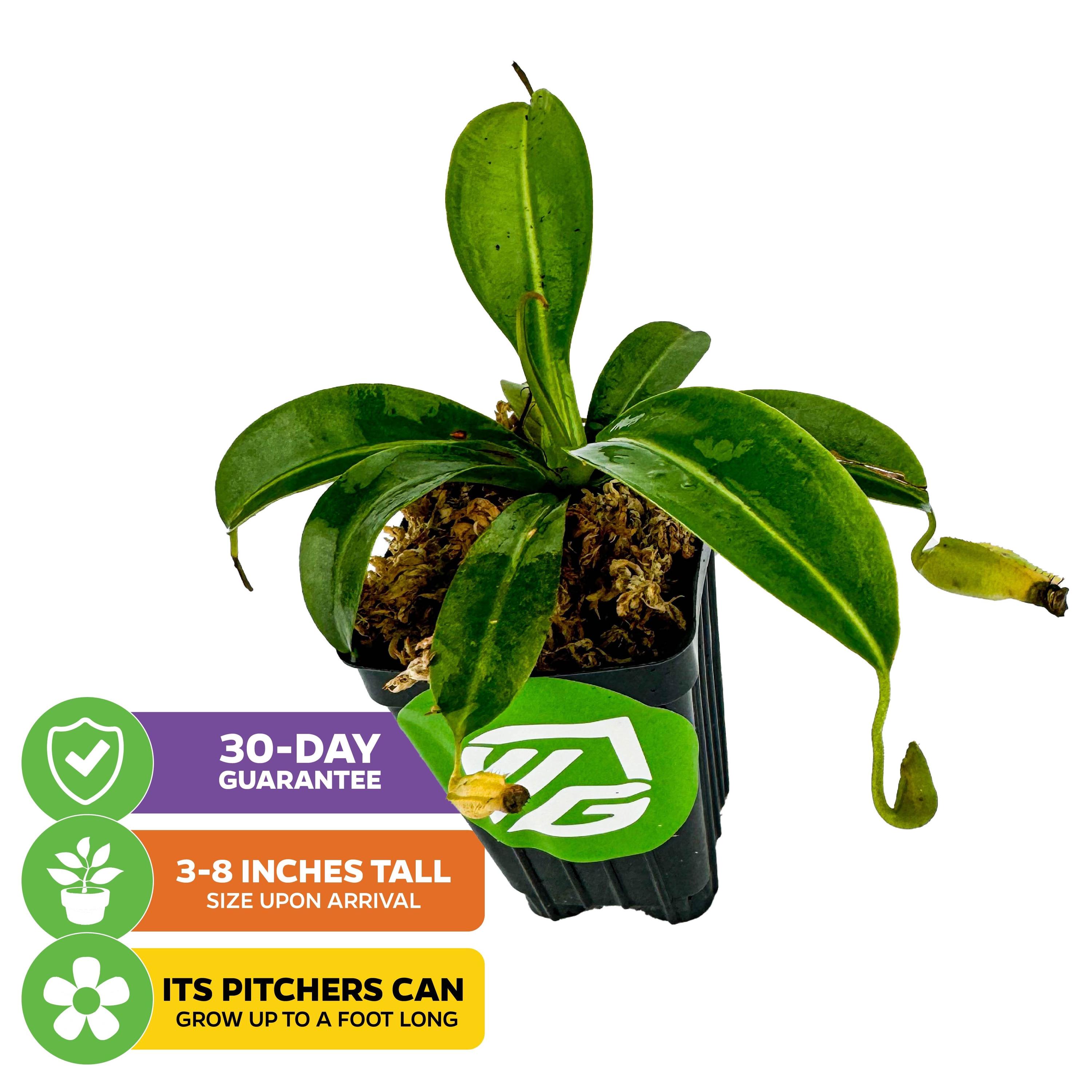 Miranda Carnivorous Pitcher Plant - Nepenthes Miranda - Etsy