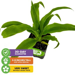 Elite Gold Pineapple - Ananas Comosus - Live Plant - Etsy