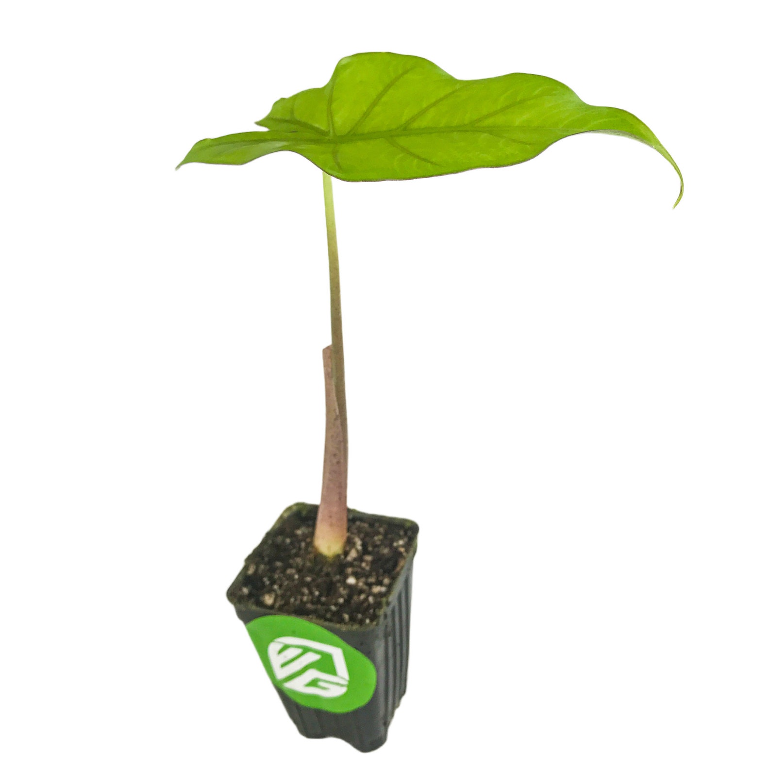 Sumo Elephant Ear Alocasia Live Plant - Etsy