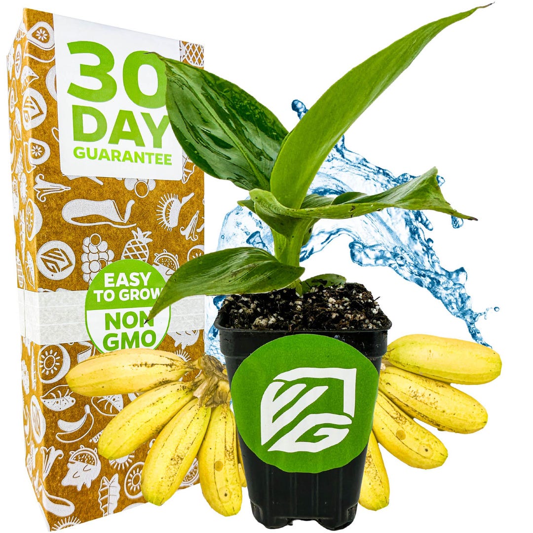 Little Prince Banana - Musa - Live Plant - Etsy