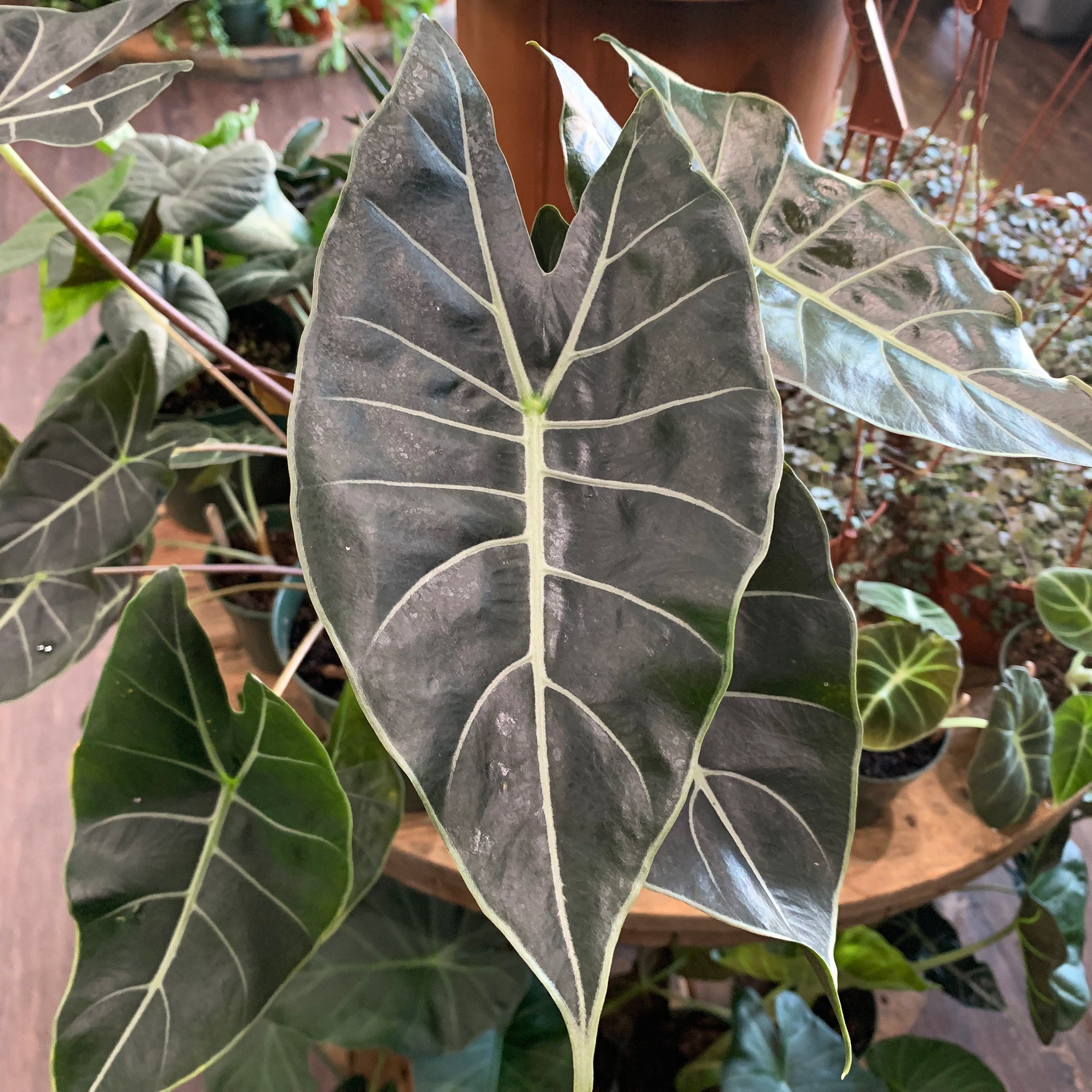 Dragon's Tooth Elephant Ear Alocasia Longiloba Live - Etsy