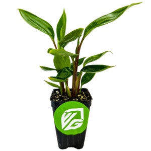 Golden Brush Dwarf Ginger Burbidgea Schizocheila Live - Etsy