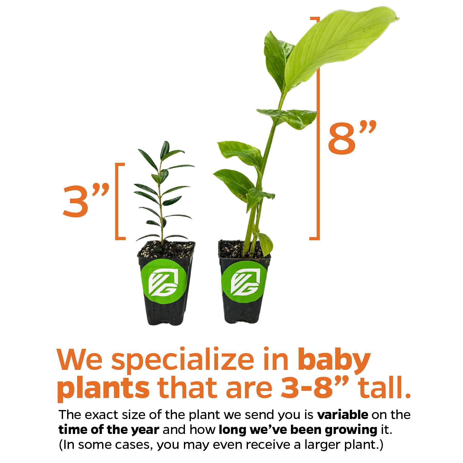 Golden Brush Dwarf Ginger Burbidgea Schizocheila Live - Etsy